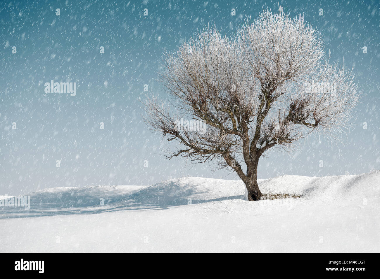 one tree in winter, blue sky with snow on background, beautiful wild ...