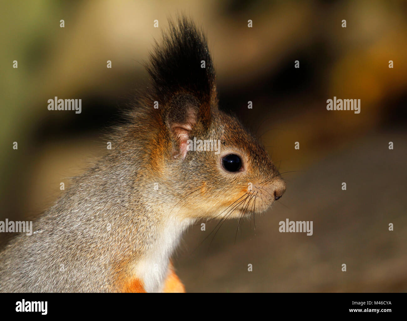 Sciurus vulgaris hi-res stock photography and images - Alamy