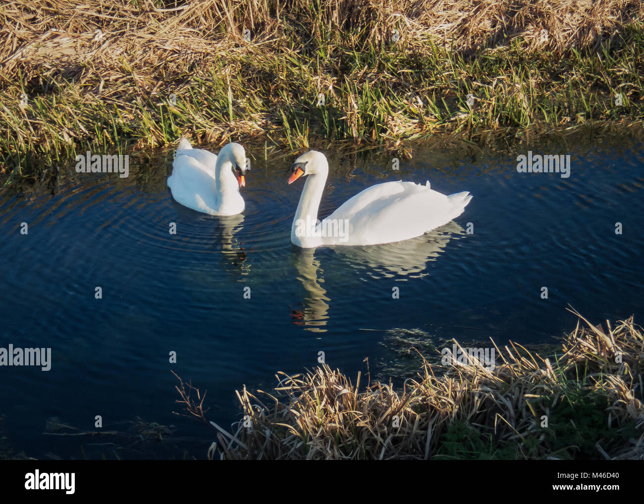 Two swan heads hi-res stock photography and images - Alamy