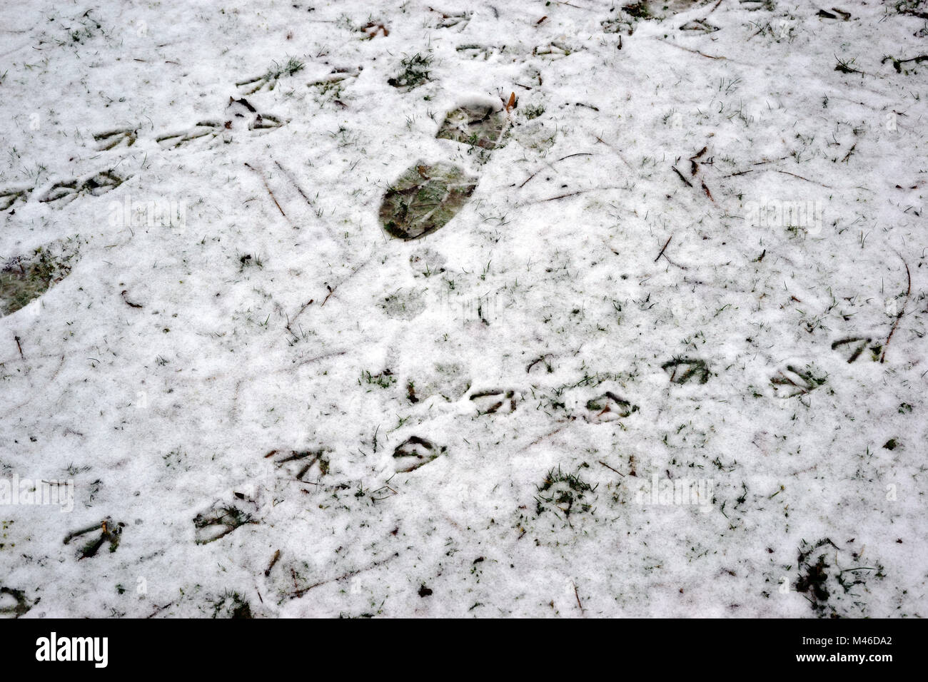 Shoe prints as well as footprints of birds on the thin snow cover of a ...