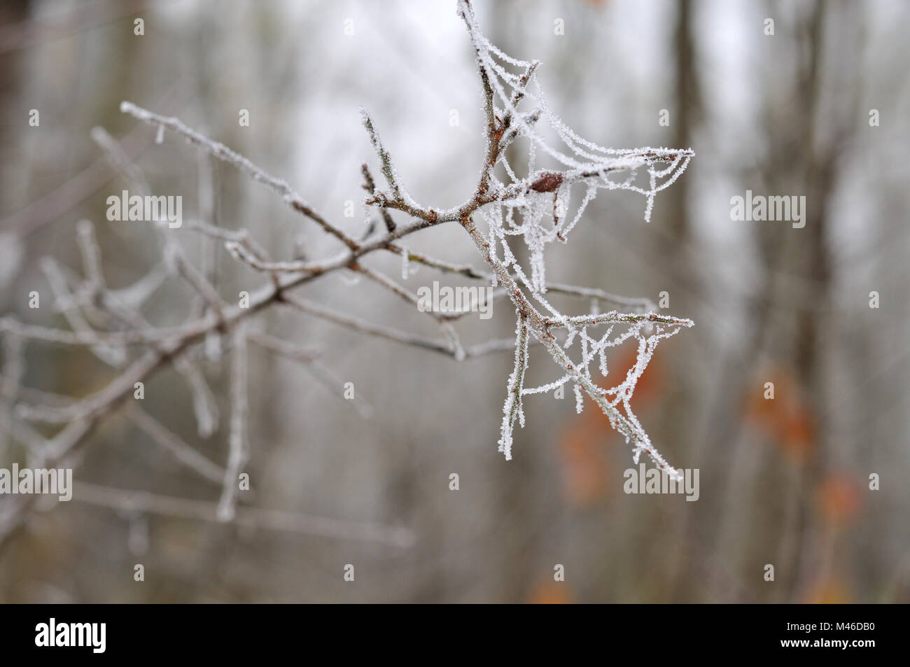 Frost On Spider Web High Resolution Stock Photography and Images - Alamy