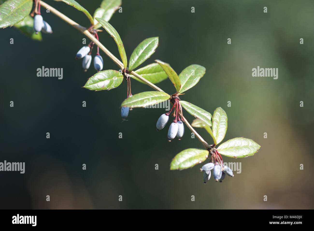 Berberis julianae, Großblättrige Berberitze, Chinese barberry Stock ...