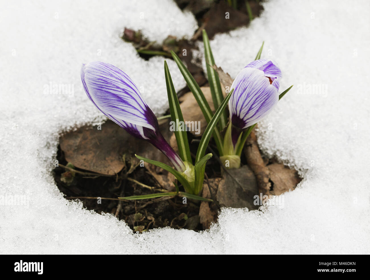 Crocus flower in the snow Stock Photo - Alamy
