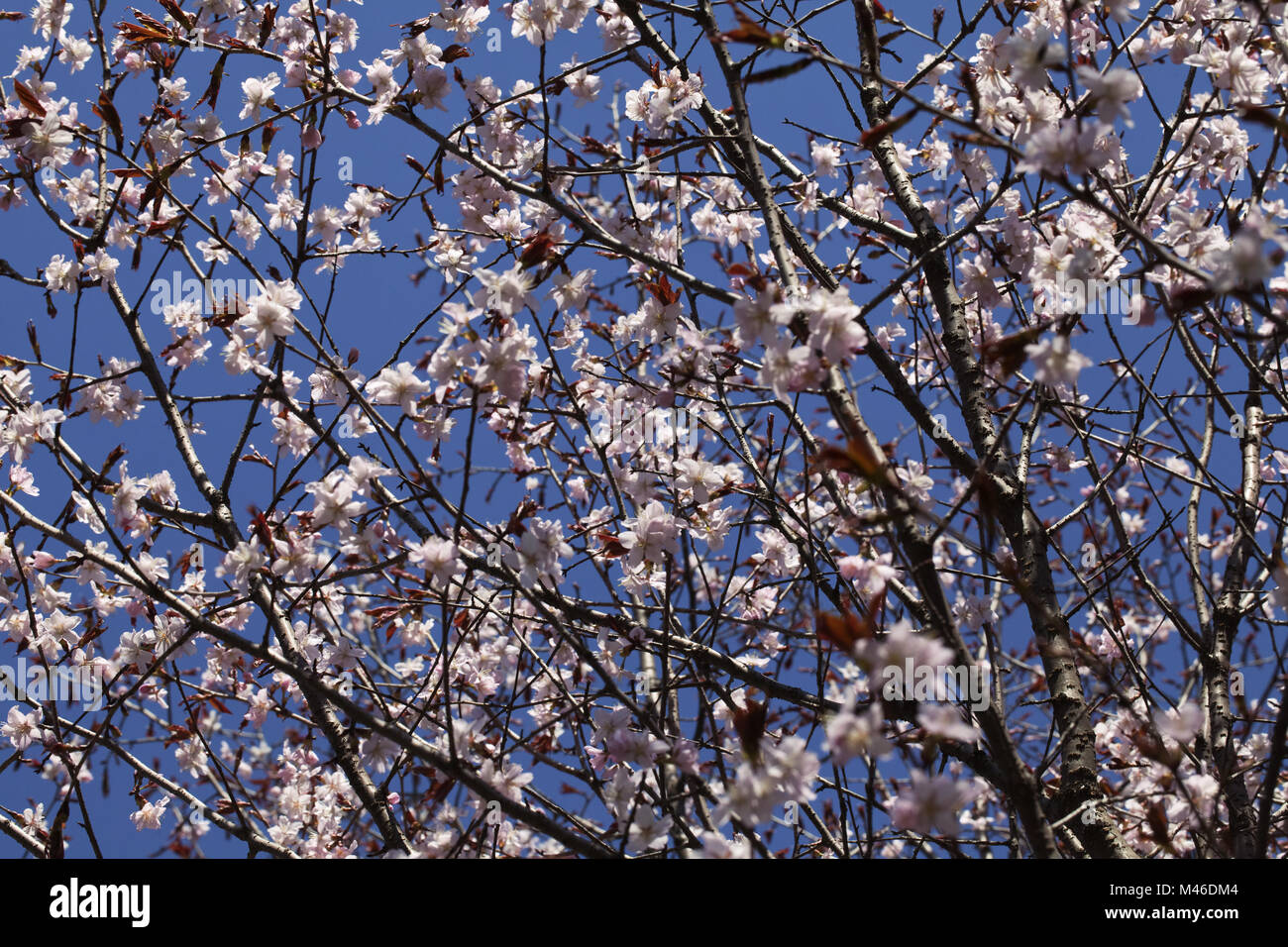 Sakura in the spring Stock Photo - Alamy