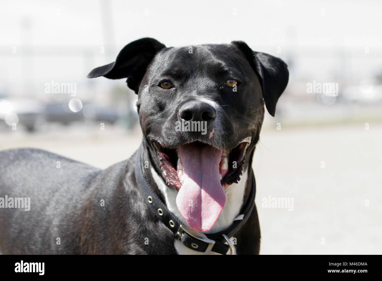 Black pitty hi-res stock photography and images - Alamy