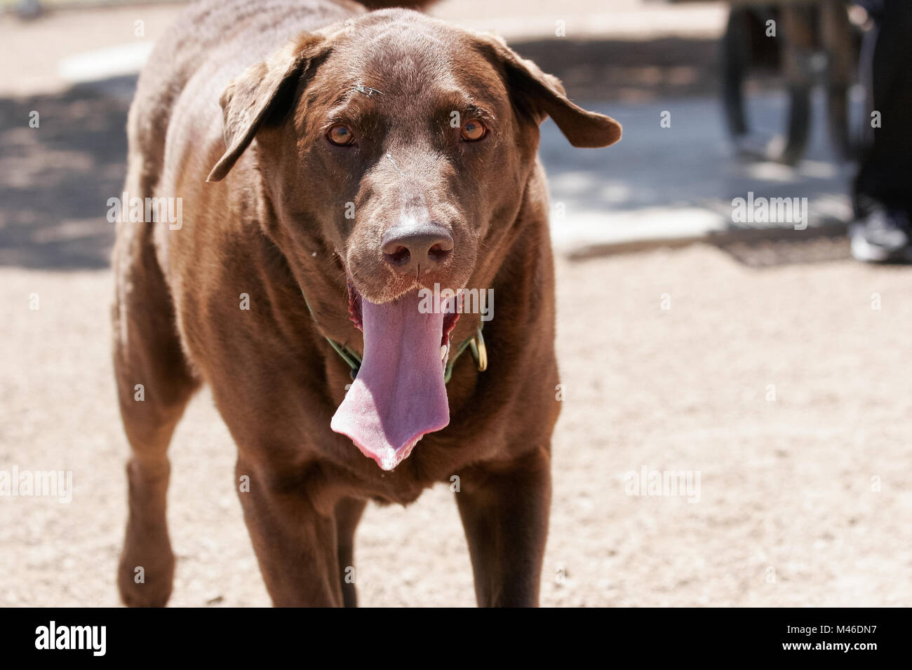 Chocolate lab at the park hot from playing Stock Photo - Alamy