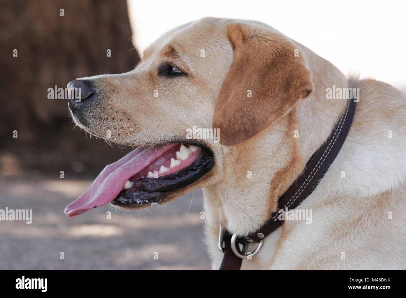 Black lab profile hi-res stock photography and images - Alamy