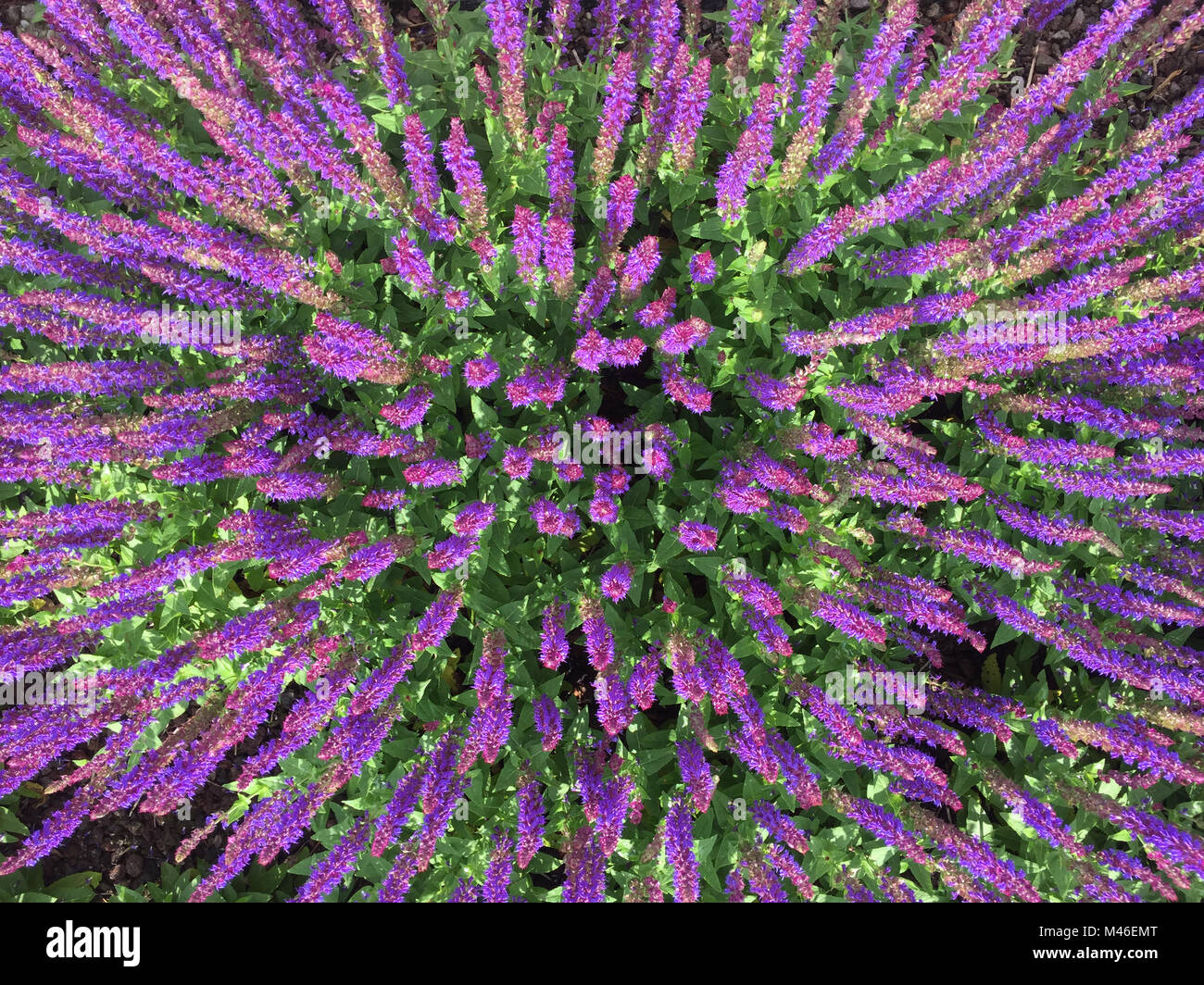Aerial Pink Flower Field High Resolution Stock Photography and Images ...