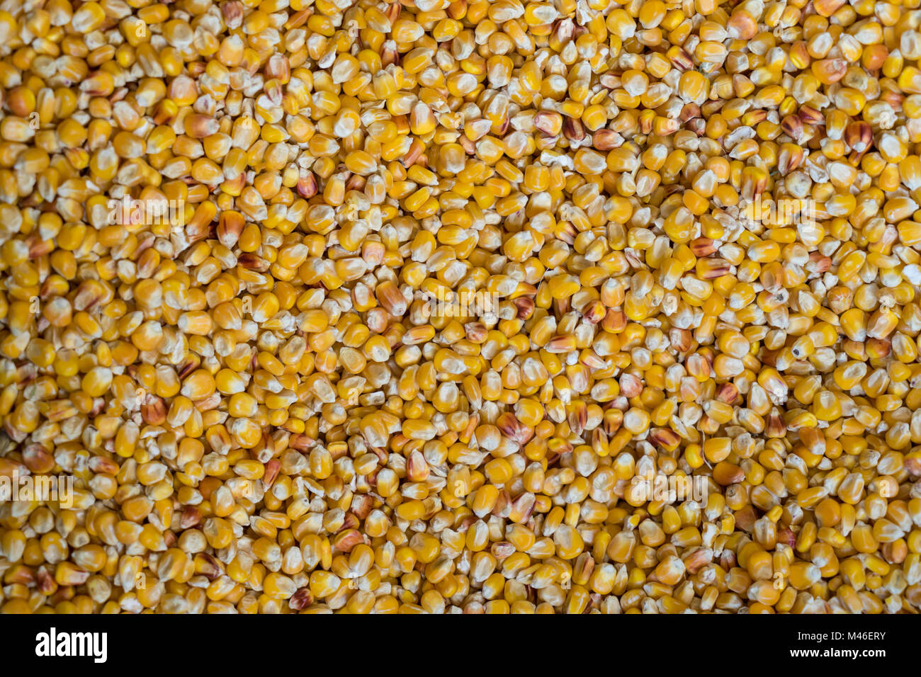 A close-up of yellow corn. Perfect background for raw organic food and ...