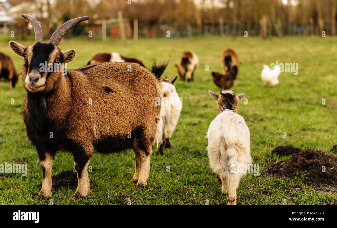A group of Goats grazing in a field Stock Photo - Alamy