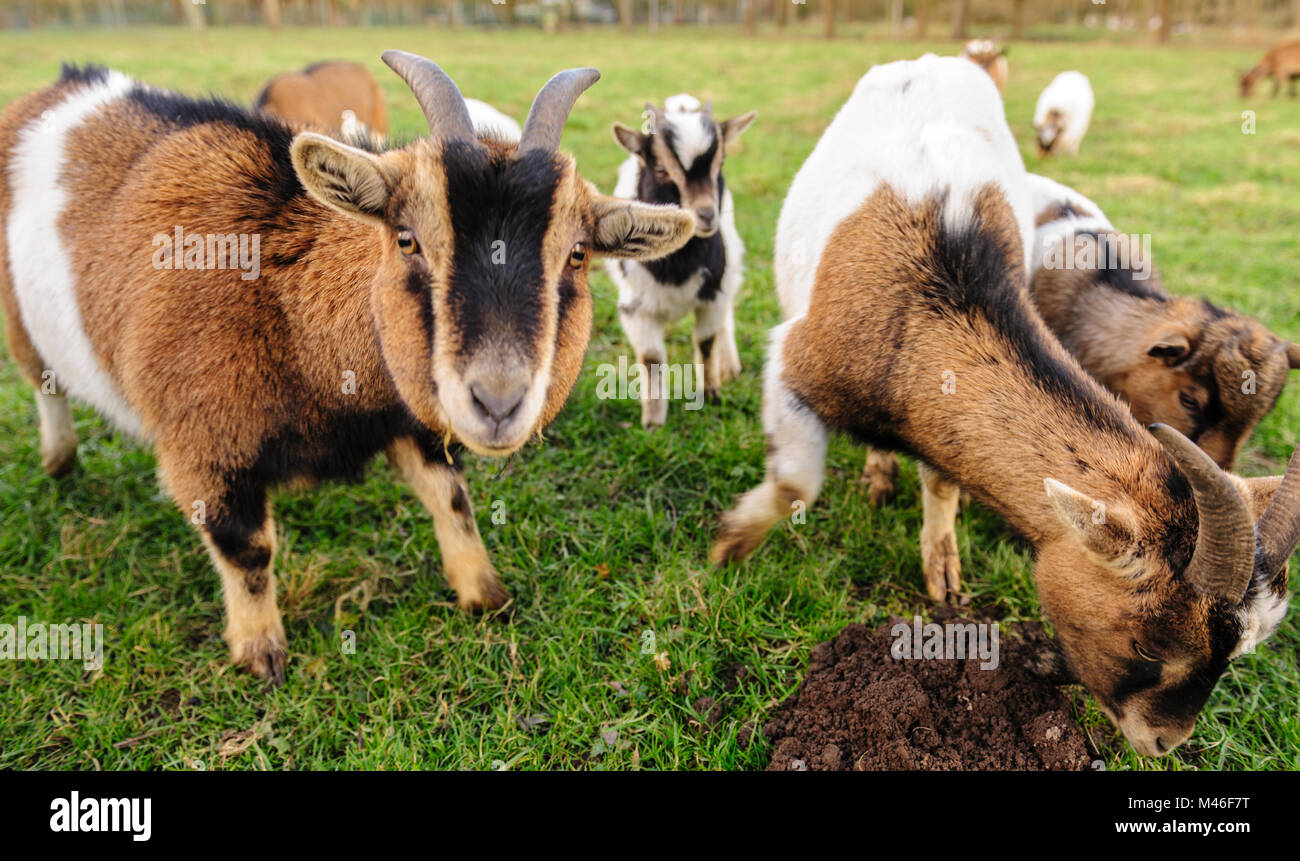 A group of Goats grazing in a field Stock Photo - Alamy