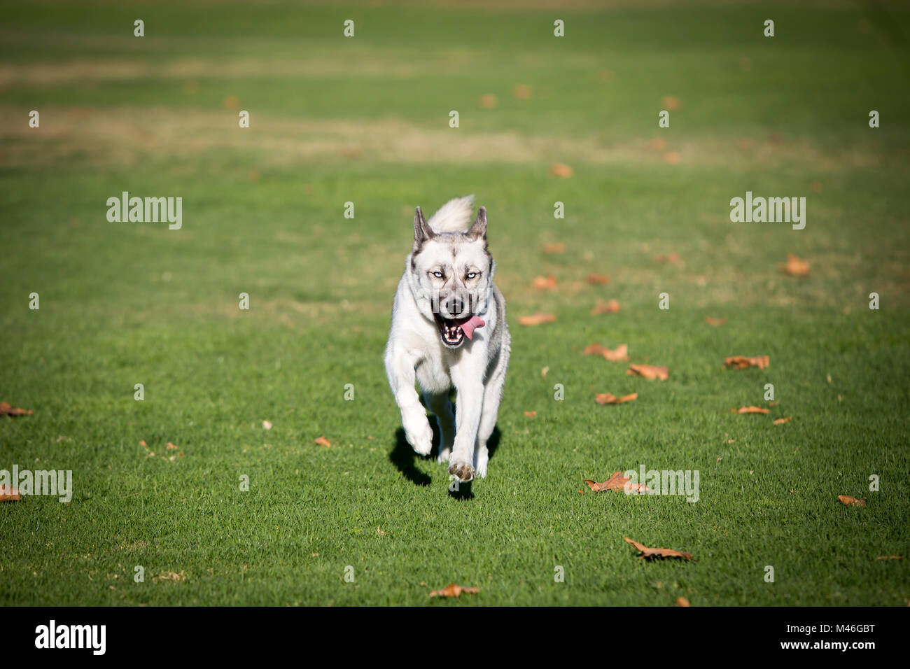 White husky running in the grass Stock Photo - Alamy