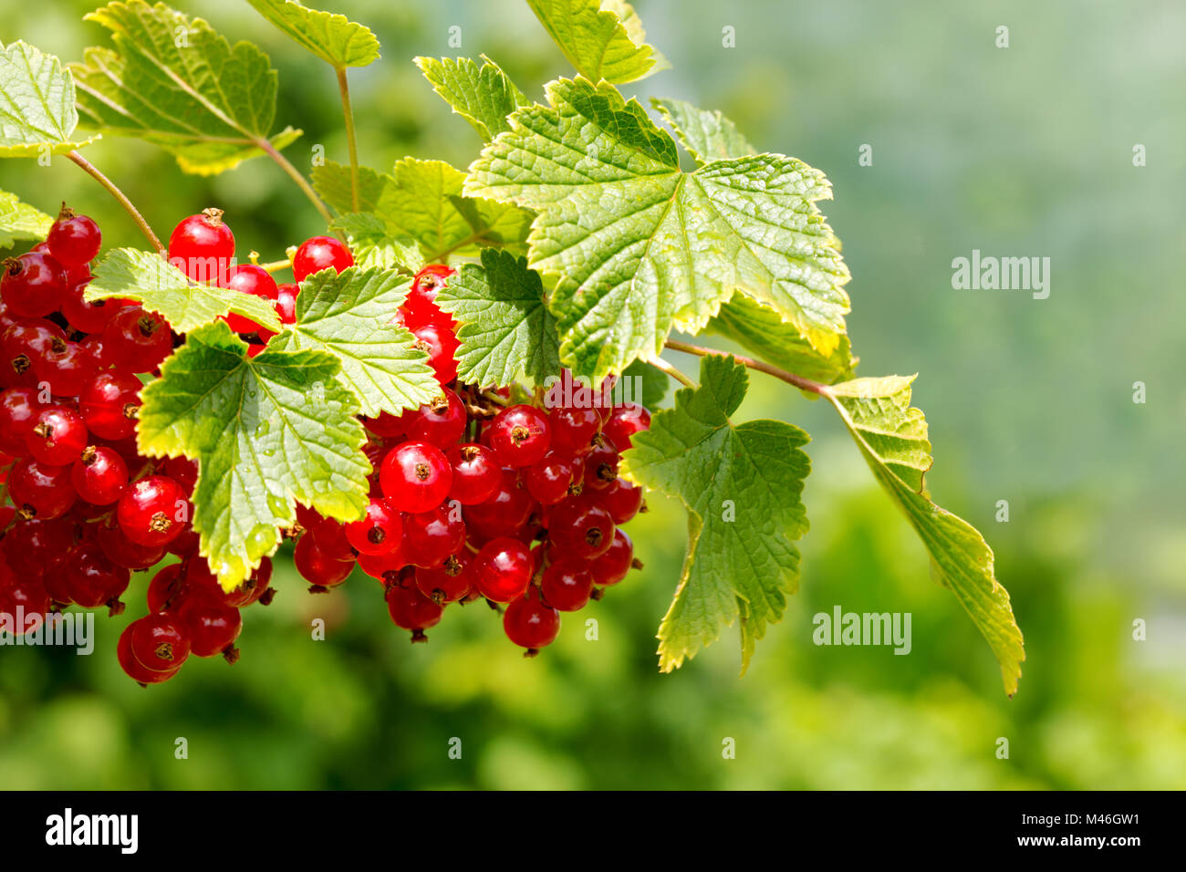 Garden red currant hi-res stock photography and images - Alamy