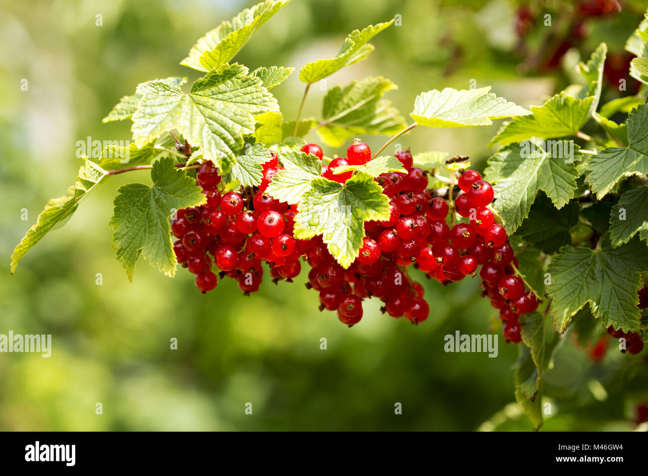Red currant bush fruit hi-res stock photography and images - Alamy