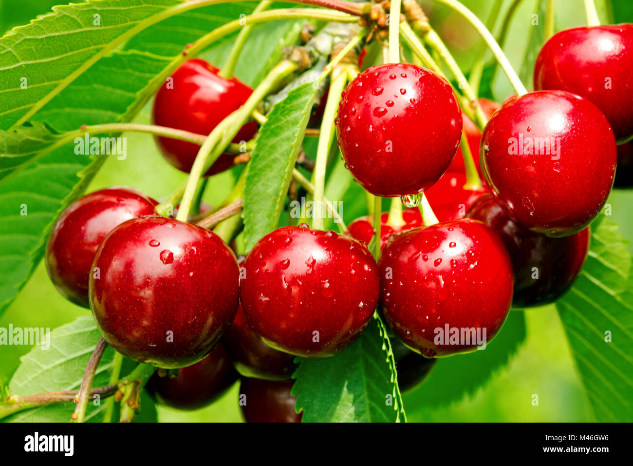 Close Up Cherry Tree Stock Photos & Close Up Cherry Tree Stock Images ...