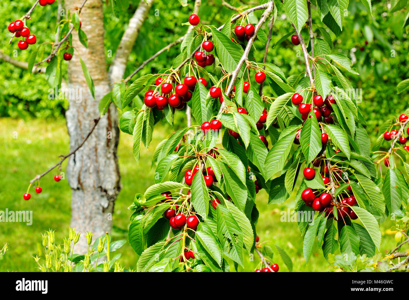 Red ripe berries on branch hi-res stock photography and images - Alamy