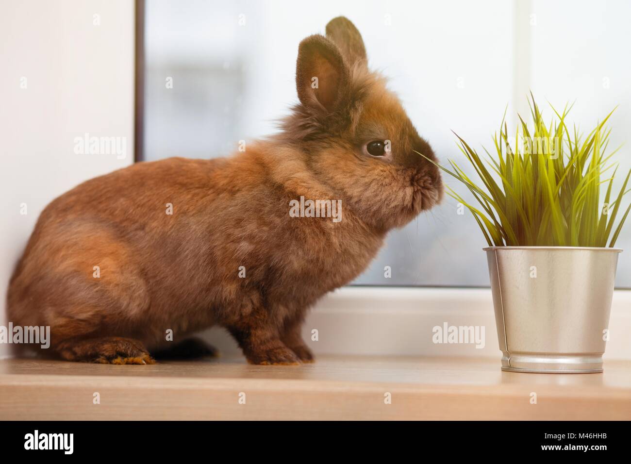 Cute brown rabbit Stock Photo - Alamy