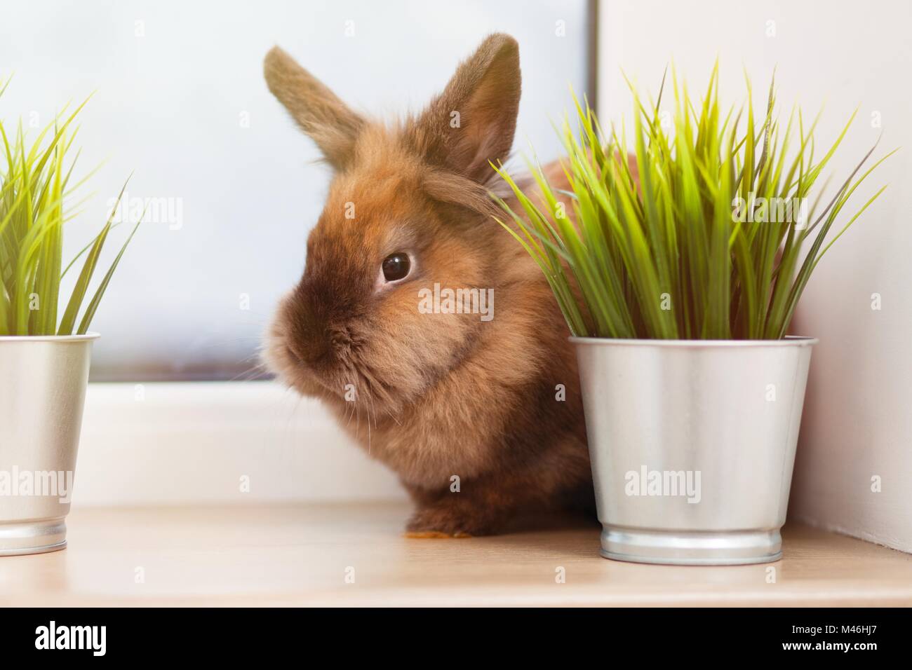 Cute brown rabbit Stock Photo - Alamy
