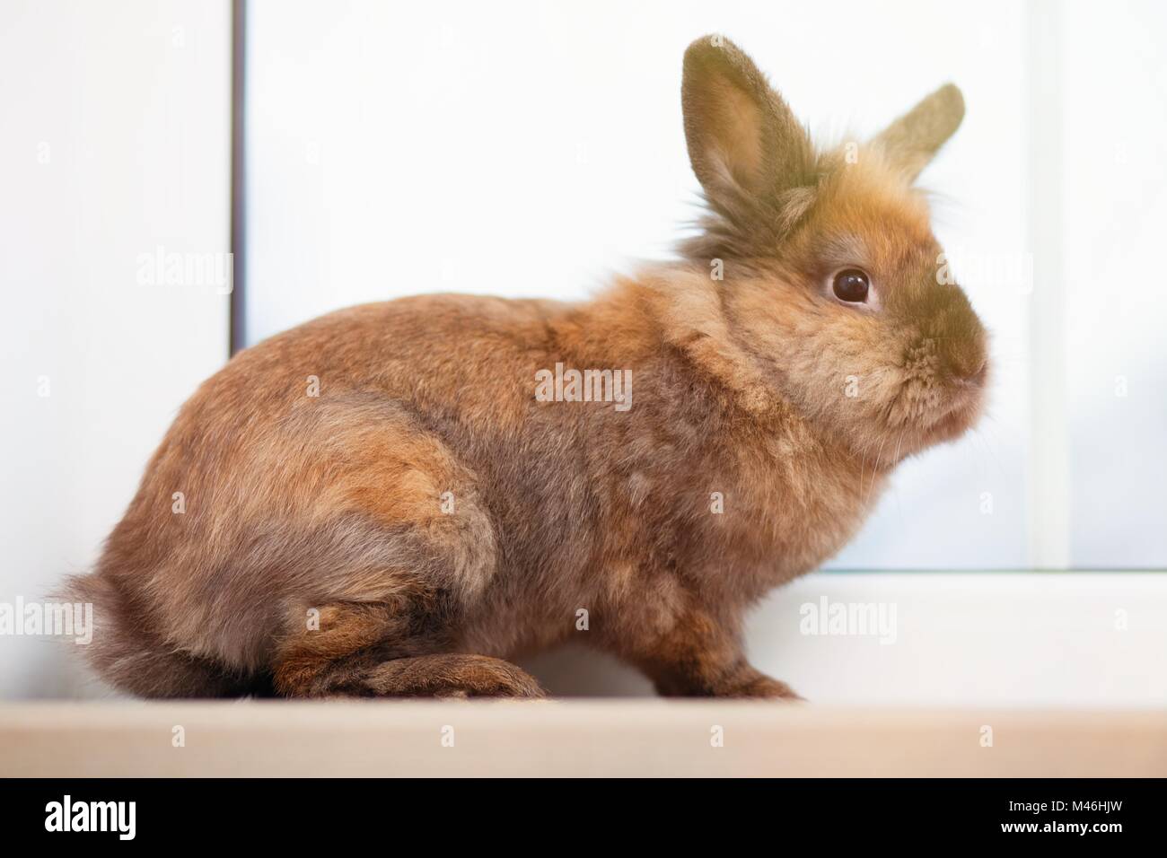 Cute brown rabbit Stock Photo - Alamy
