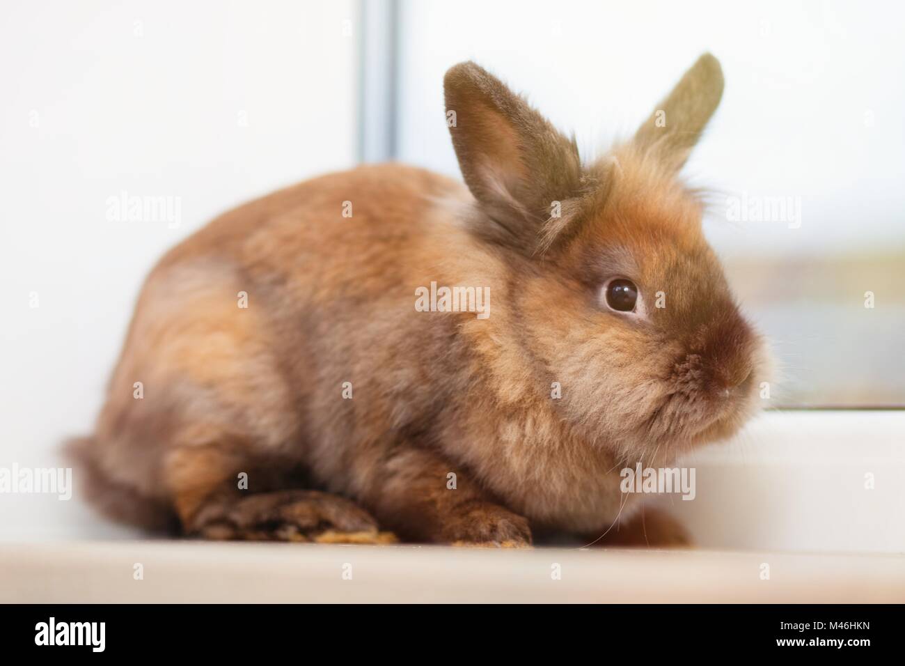 Cute brown rabbit Stock Photo - Alamy