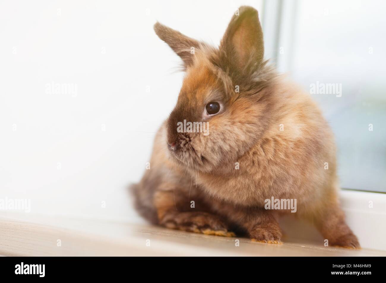 Cute brown rabbit Stock Photo - Alamy