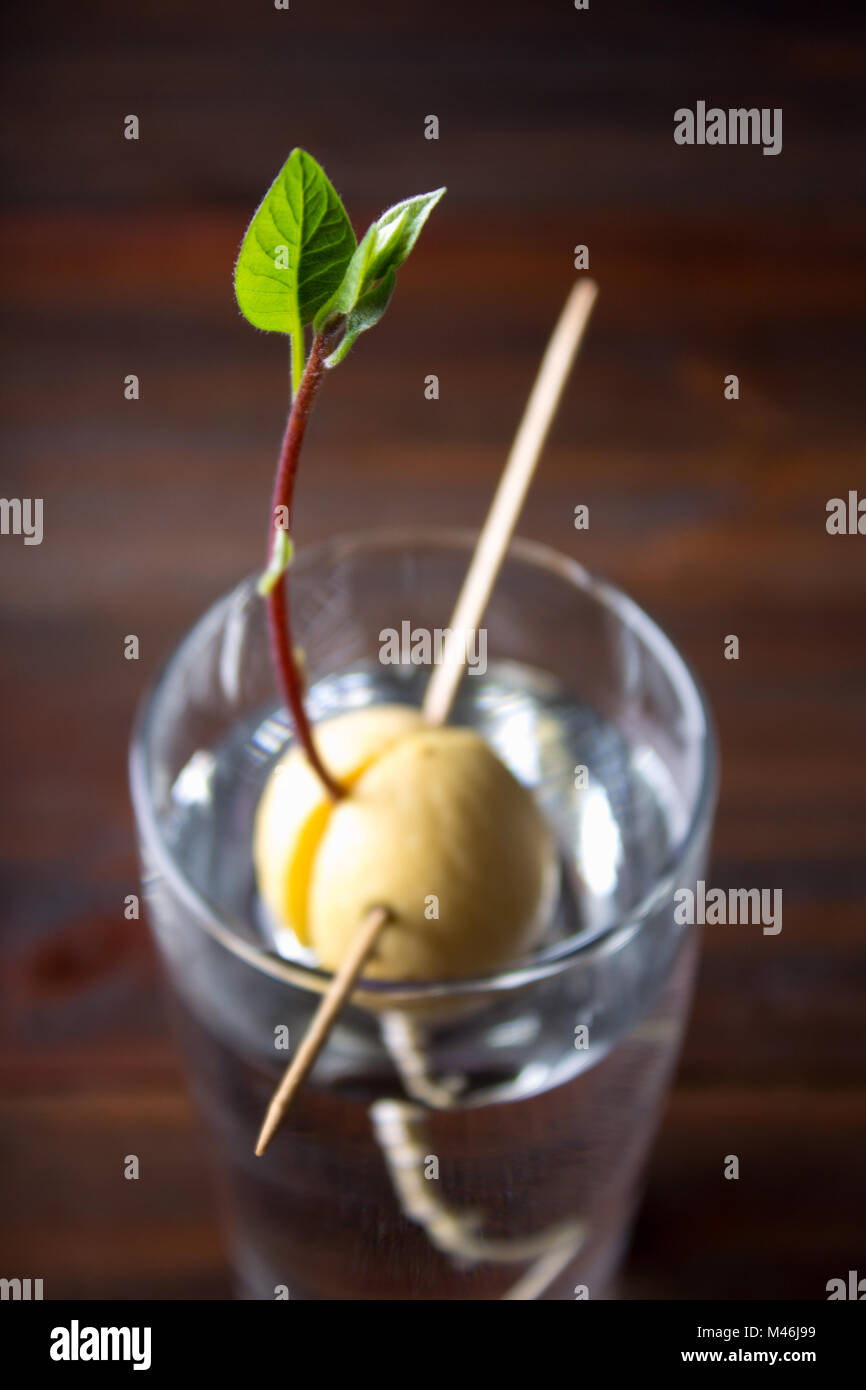 The avocado sprout grows from the seed in a glass of water. A living ...