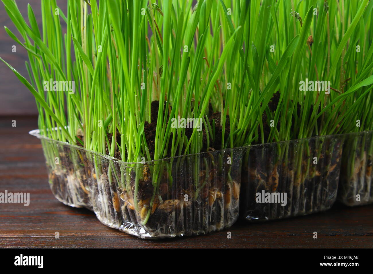 Sprouted green oats in the form of grass at home Stock Photo - Alamy