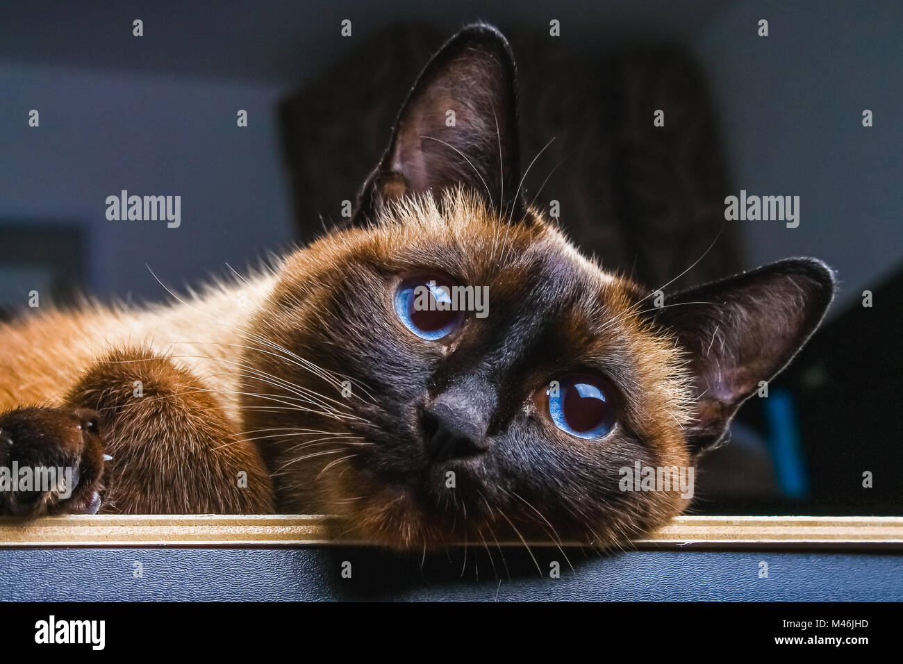 Siamese Thai cat lies and looks into the camera, in the frame, in the ...