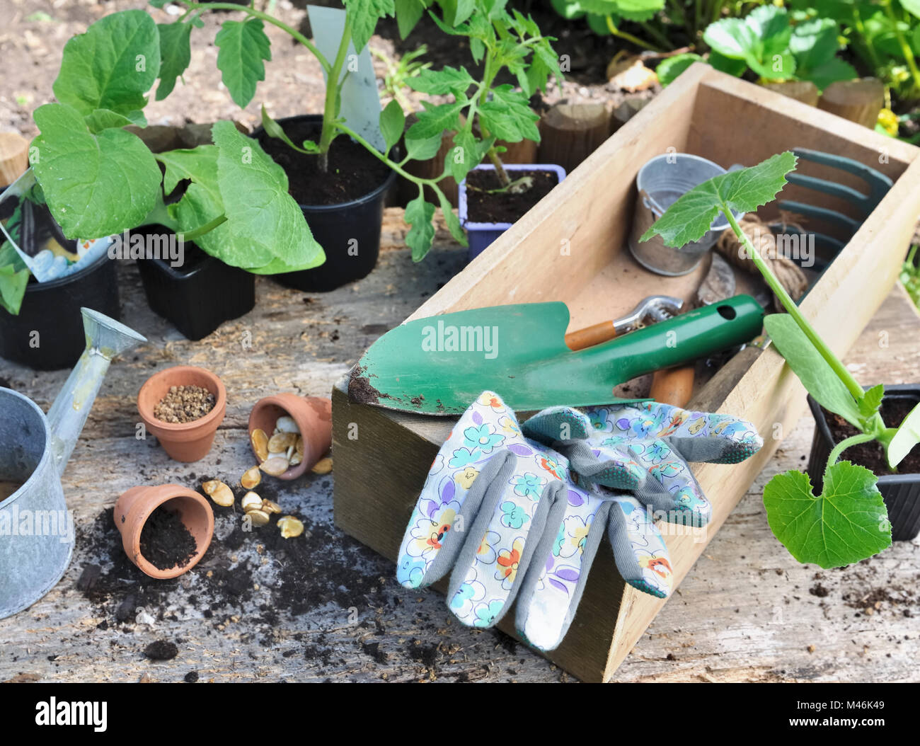 gardening tools in a box with vegetable seedlings and seeds with ...