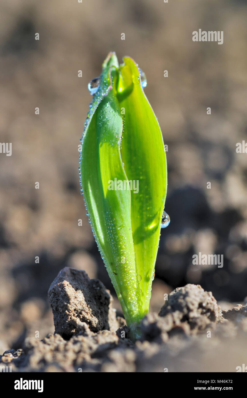 Young plant of wheat hi-res stock photography and images - Alamy
