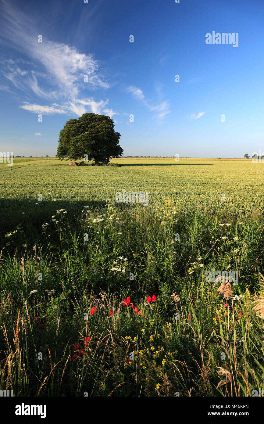 Summer Beech Tree, Fenland field near Ely town, Cambridgeshire, England ...