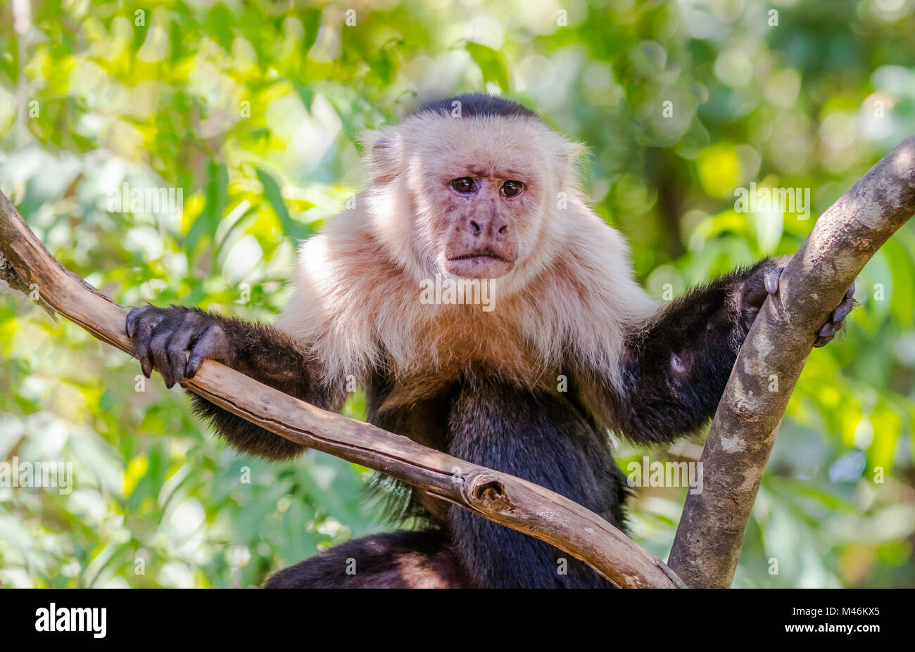 Worried Monkey High Resolution Stock Photography and Images - Alamy