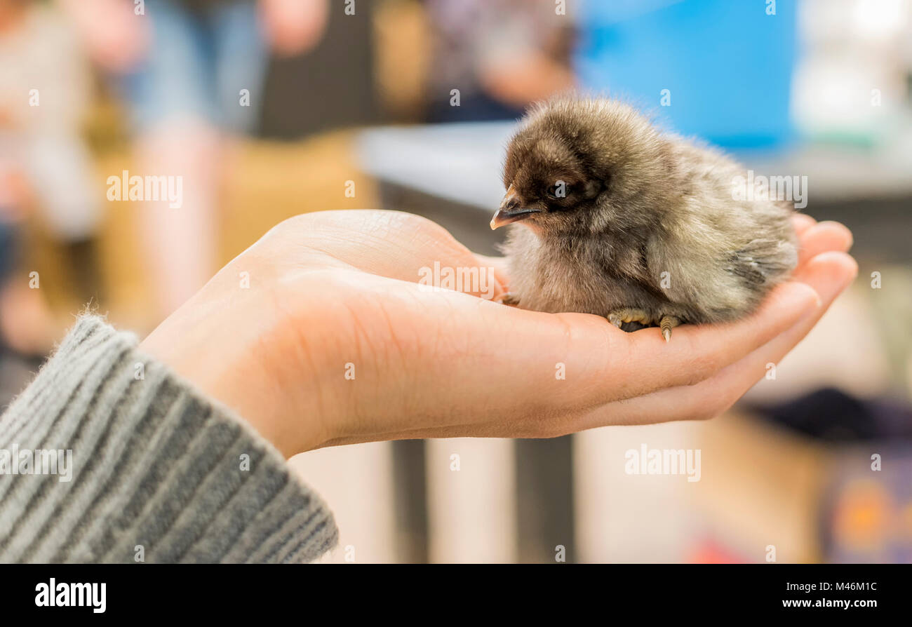 Baby Chick in Palm of Hand Stock Photo - Alamy