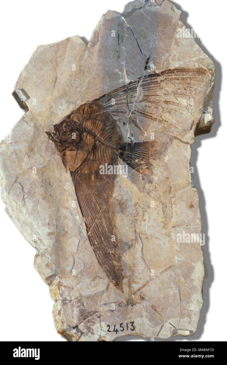 Fossil fishes hi-res stock photography and images - Alamy