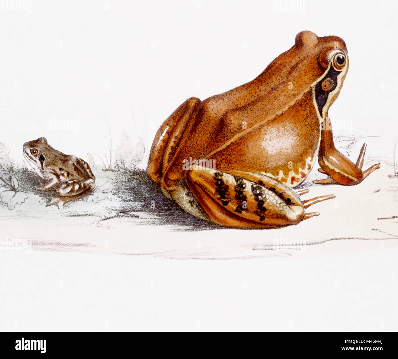 Toad illustrations hi-res stock photography and images - Alamy