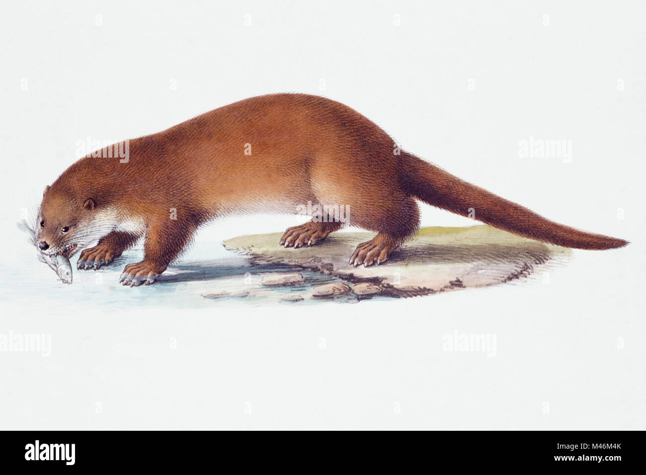 White ermines hi-res stock photography and images - Alamy