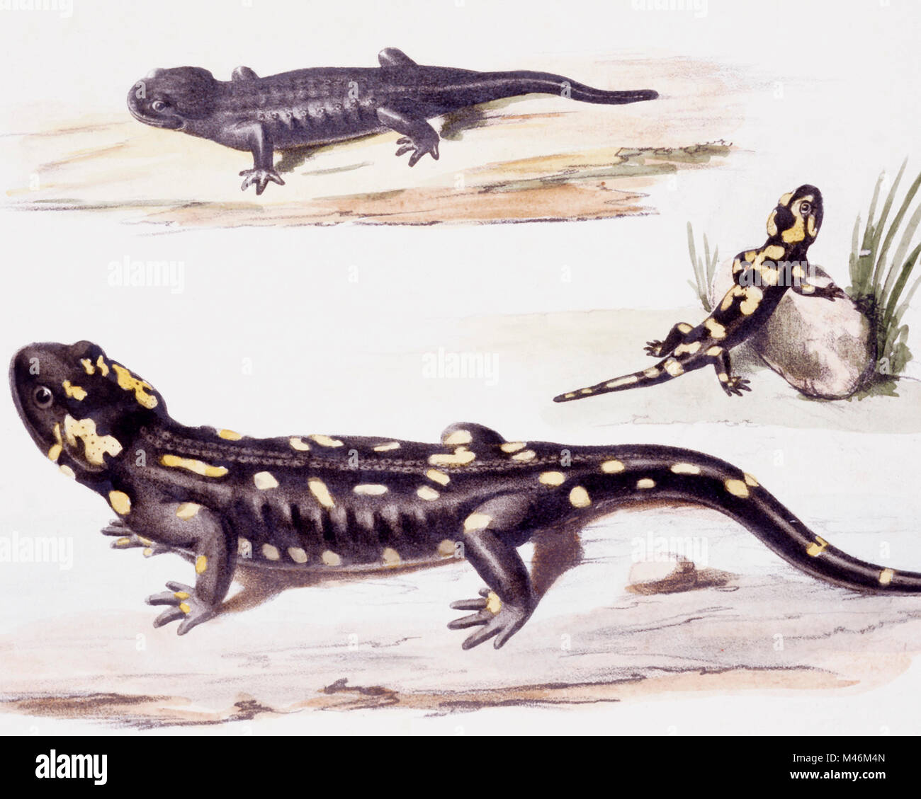 Salamander drawing hi-res stock photography and images - Alamy