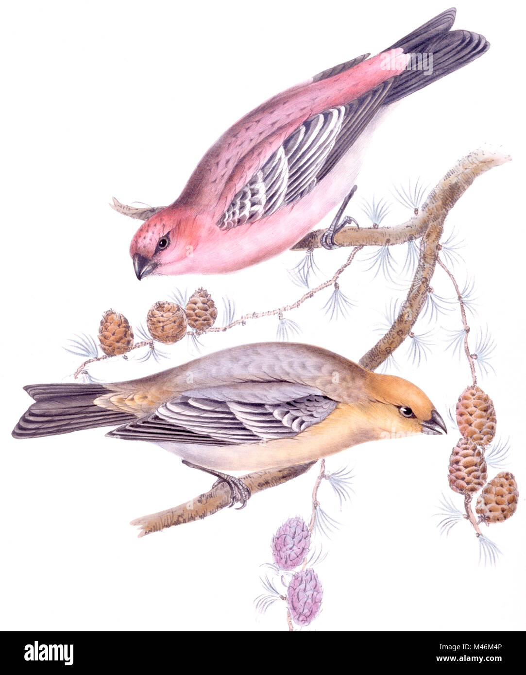 Nightingdales hi-res stock photography and images - Alamy