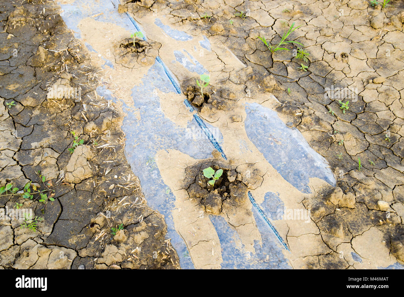 Fertigation hi-res stock photography and images - Alamy