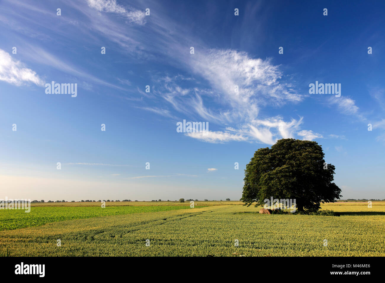 Summer Beech Tree, Fenland field near Ely town, Cambridgeshire, England ...