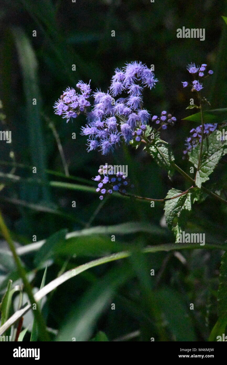 Growthnature hi-res stock photography and images - Alamy
