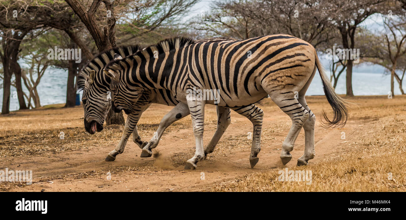 Wild animals african safari hi-res stock photography and images - Alamy