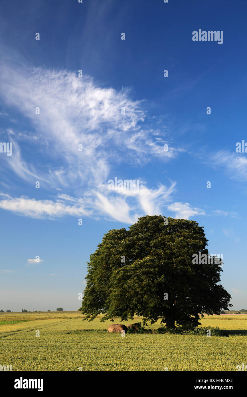 Summer Beech Tree, Fenland field near Ely town, Cambridgeshire, England ...