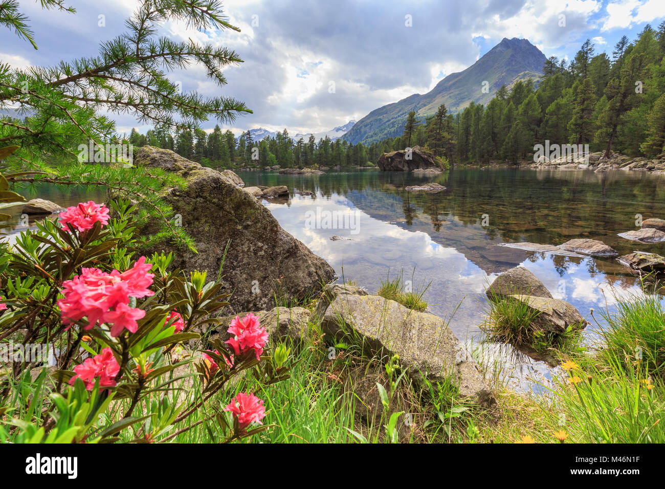 Blooming of rhododendrons at Saoseo Lake, Val di Campo, Val Poschiavo ...