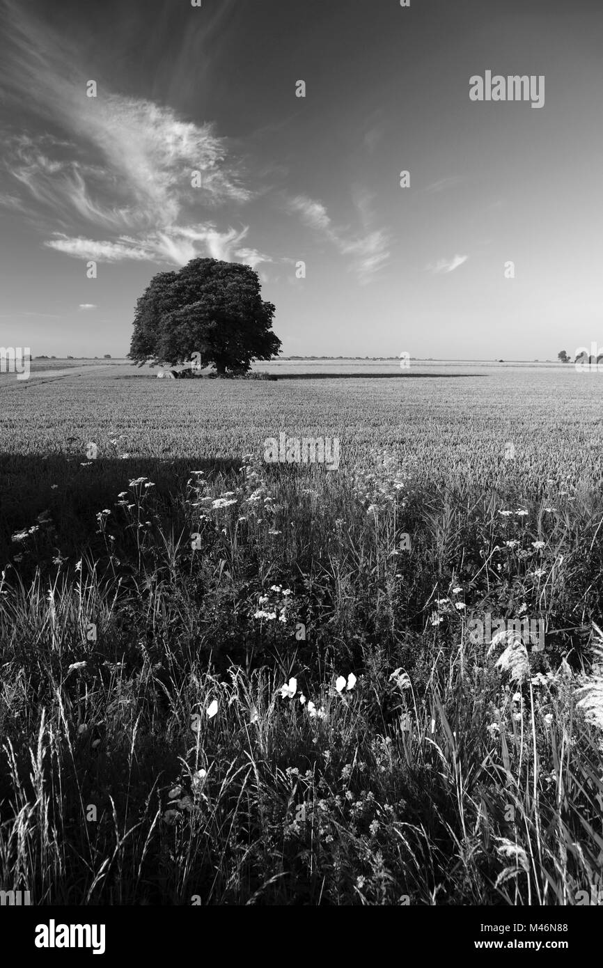 Summer Beech Tree, Fenland field near Ely town, Cambridgeshire, England ...