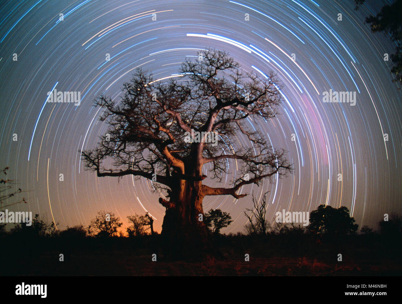 Baobab tree zimbabwe hi-res stock photography and images - Alamy