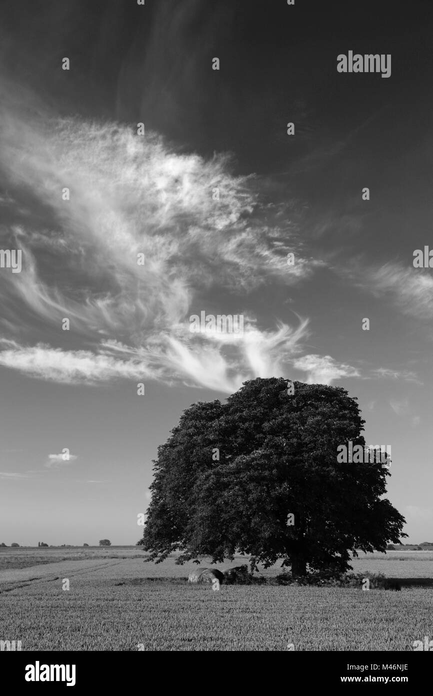 Summer Beech Tree, Fenland field near Ely town, Cambridgeshire, England ...