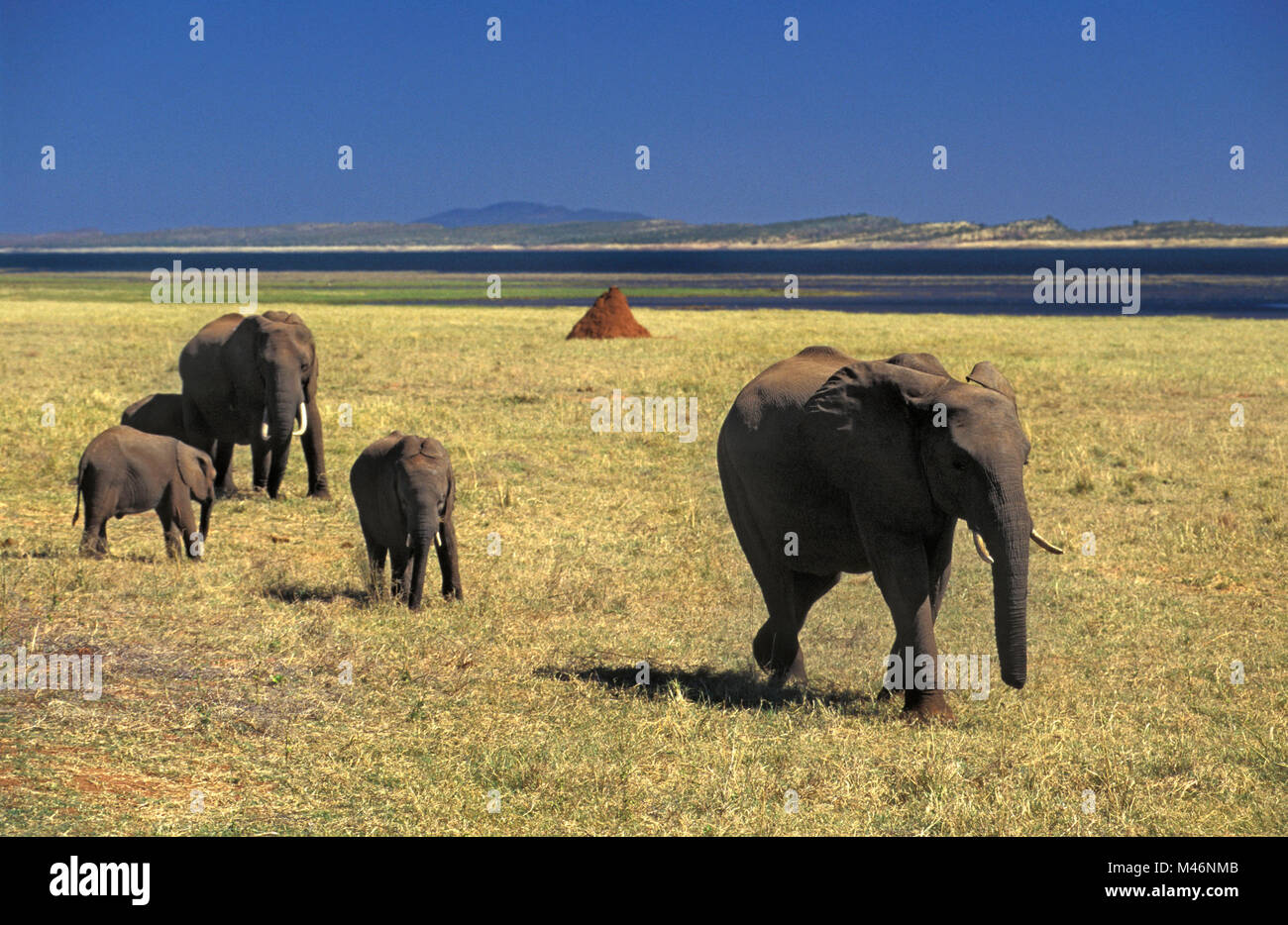 Zimbabwe. Lake Kariba. Elephants and young. Elephant at right side ...