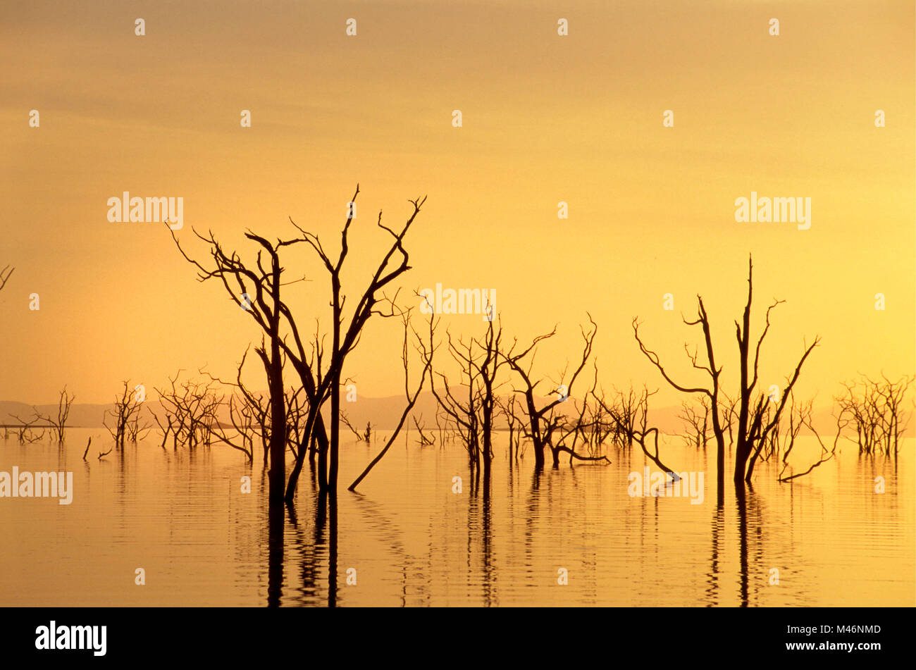 Dead Tree Lake Kariba High Resolution Stock Photography and Images - Alamy