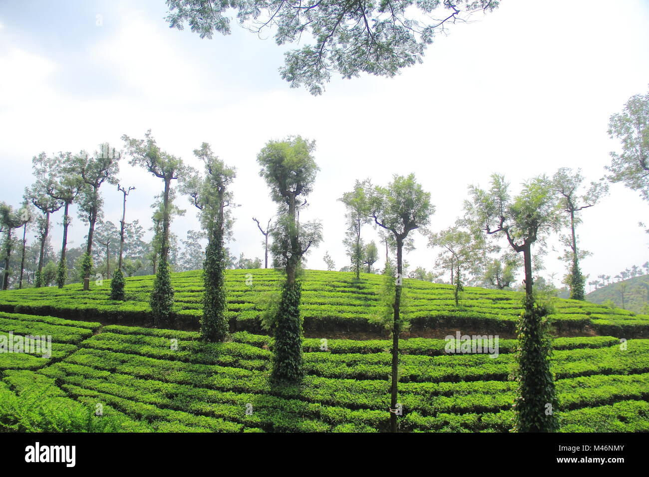 High plantation hi-res stock photography and images - Alamy